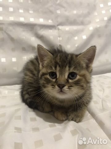 Котёнок (девочка)