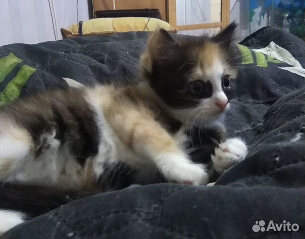 Котенок богатка (кошечка)