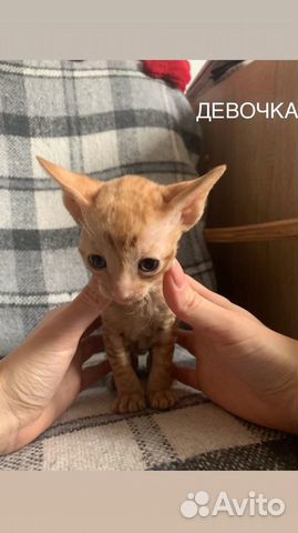 Рыжий котёнок Корниш-рекс