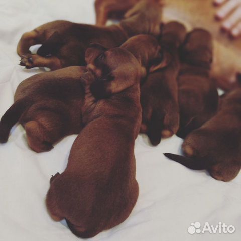 Щенки карликовой таксы