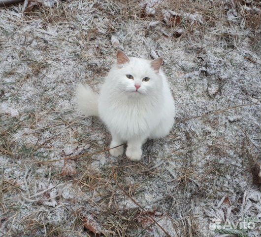 Кошка полу-Ангорская