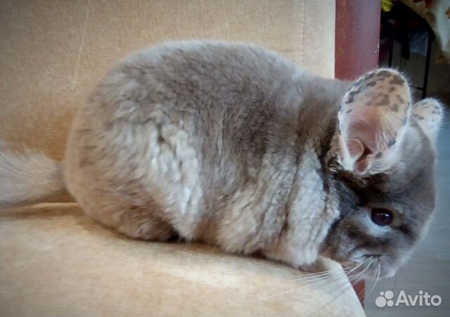 Продам шиншилл