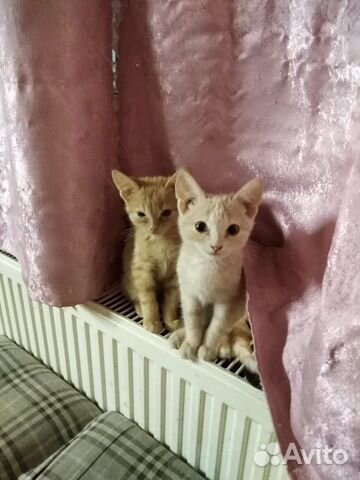 Котята разных оттенков рыжего