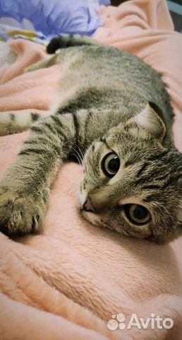 Отдам котенка в хорошие руки