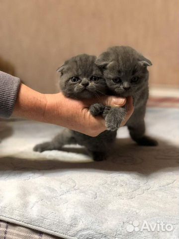 Продаются котятки