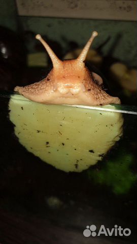 Улитка ахатина