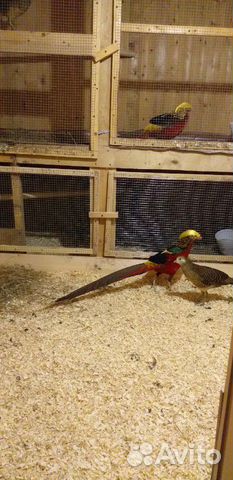 Золотые фазаны самцы