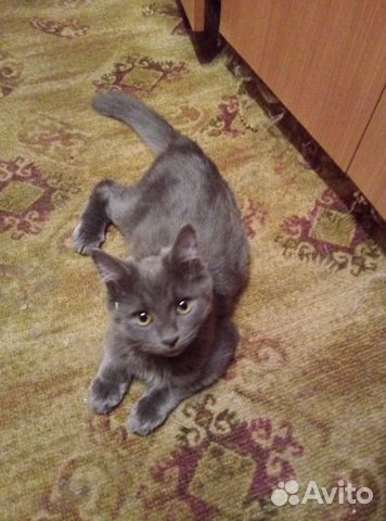 Котёнок.Отдам в добрые руки