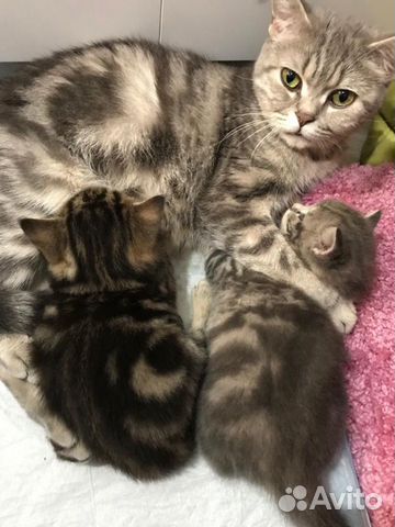 Бронирование мраморные британцы