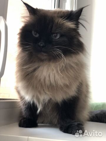 Отдам балинезийского кота