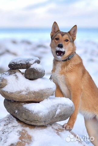 Солнечный позитив, щенок Туве ждёт хозяев