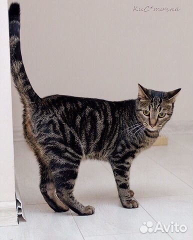 Кошка в добрые руки