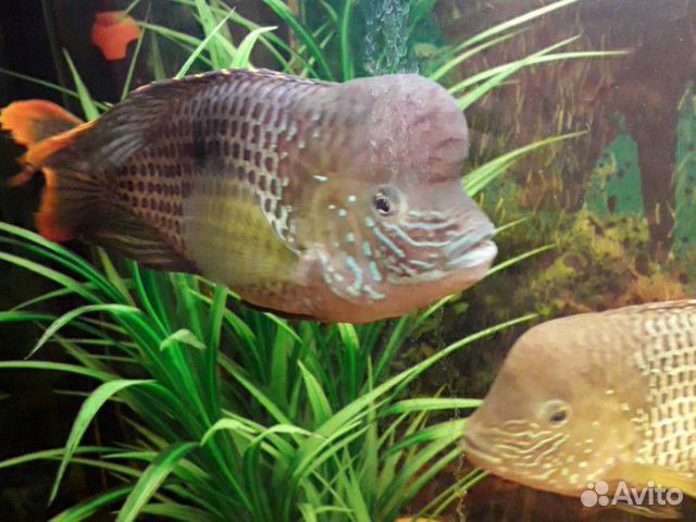 Бирюзовые Акары