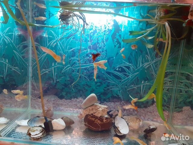 Гуппи красного цвета