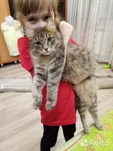 Котятки ищут дом)