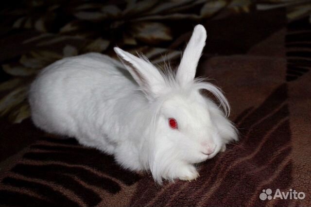 Молодая крольчиха 1 год