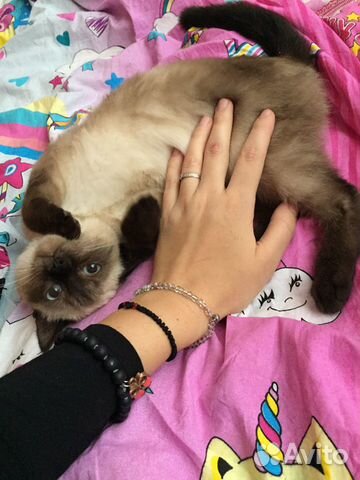 Милая сиамочка