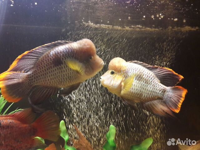 Продам акара бирюзовая