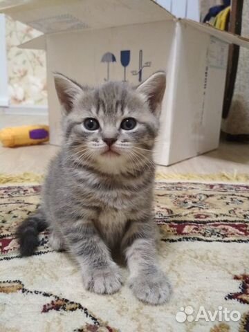 Милая британочка