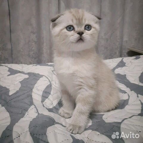 Шотландская