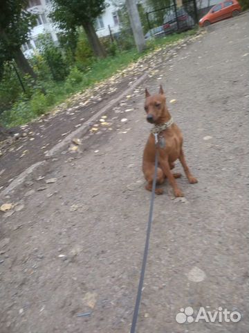 Кобель для вязки с родословной