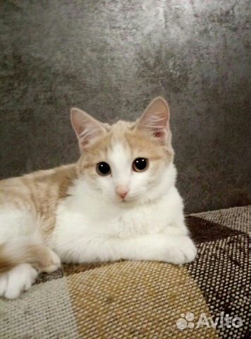 Котенок"Персик"