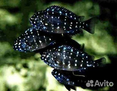 Трофеус дубаиси масва