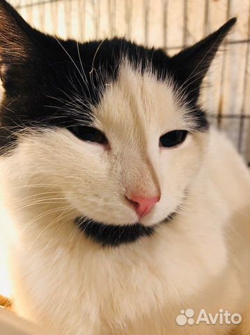 Кошка Сказка