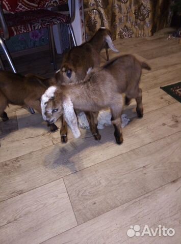Англонубийские 2 козлика и 1 козочка 87