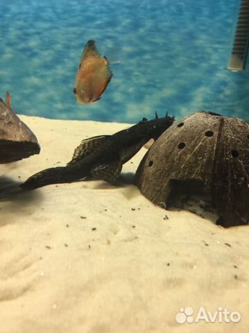 Анциструс 10см самец