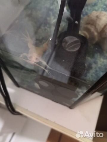 Шпорцевая лягушка