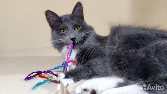 Котик Дюшес 7 мес. в дар