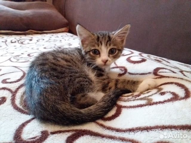 Полуперсидский котенок в дар