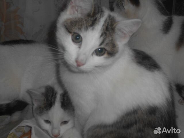 Котёнок С сердечком