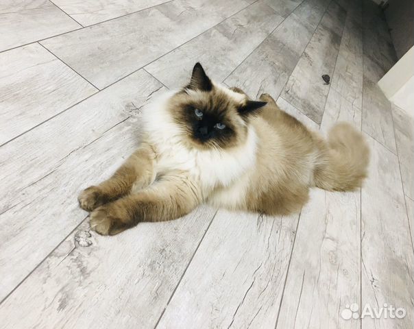 Вязка Кот Невский маскарадный