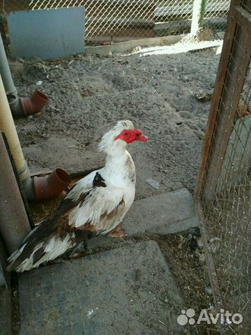 Индоутаки (шипуны)