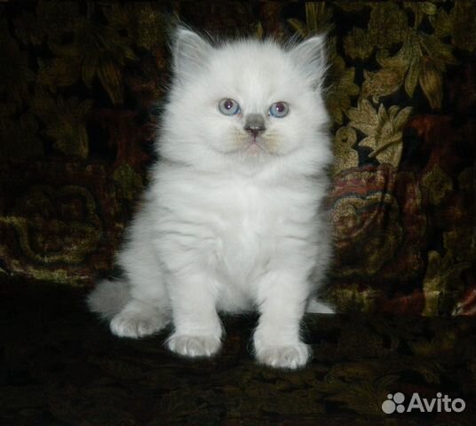 Шотландский котенок