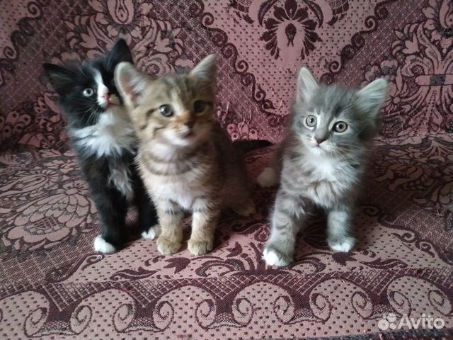 Котята смесь Британец + Египетская Мау