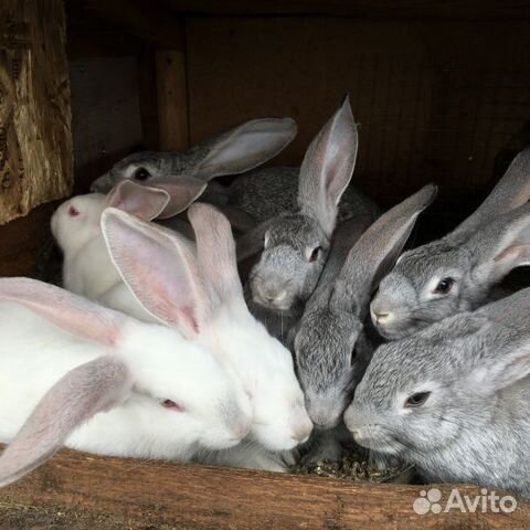 Продаются кролики
