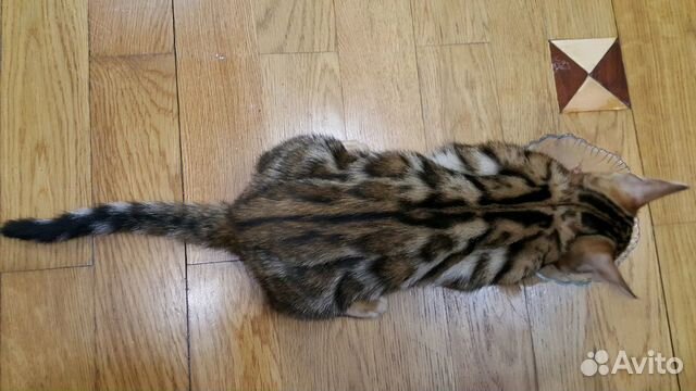 Продаю кошечку Бенгала