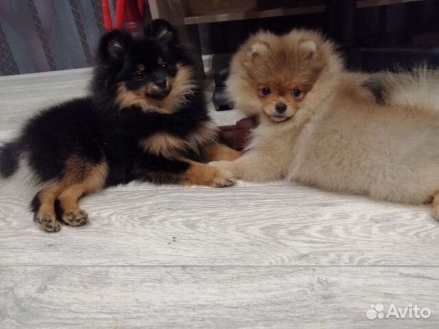 Две очаровательные девочки окрас оранж и черно-под