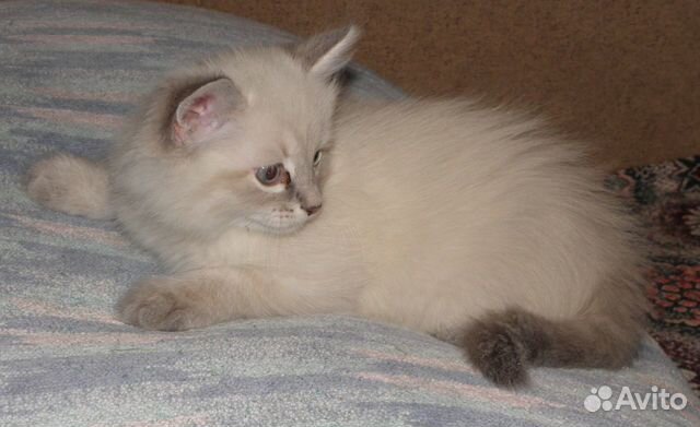 Невские маскарадные котята из питомника