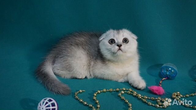 Серебряный прайд