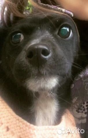 Маленькая собака ищет дом