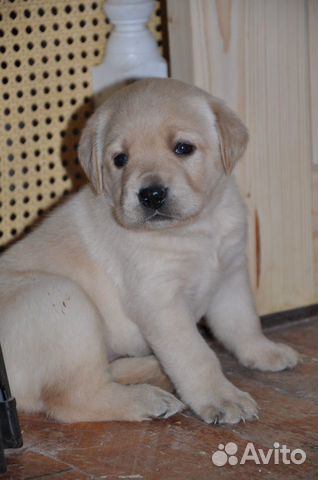 Лабрадорчики малыши