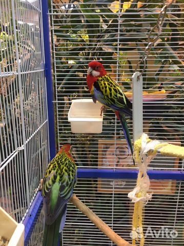 Розелла Пестрая