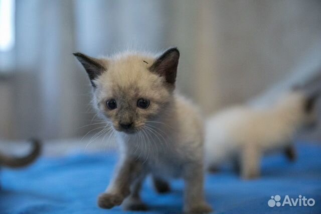 Котёнок сиамского окраса (не породистый метис)