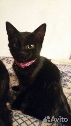 Черные котята