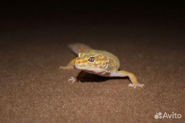 Эублефар самка 1 год