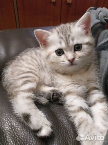 Чистокровные шотландские котята